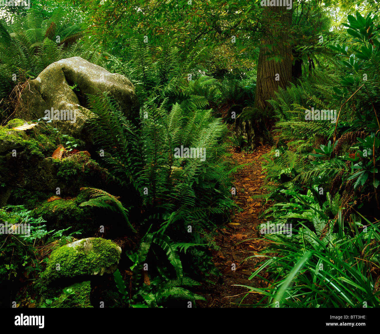 Fernery, Fota Arboretum, Fota House And Gardens, Fota Island Co Cork ...