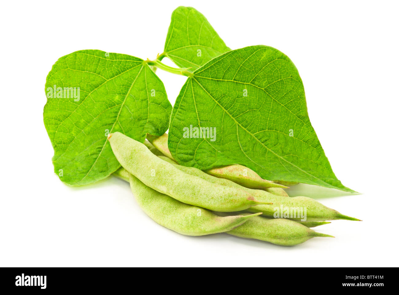 Broad bean leaf hi-res stock photography and images - Alamy