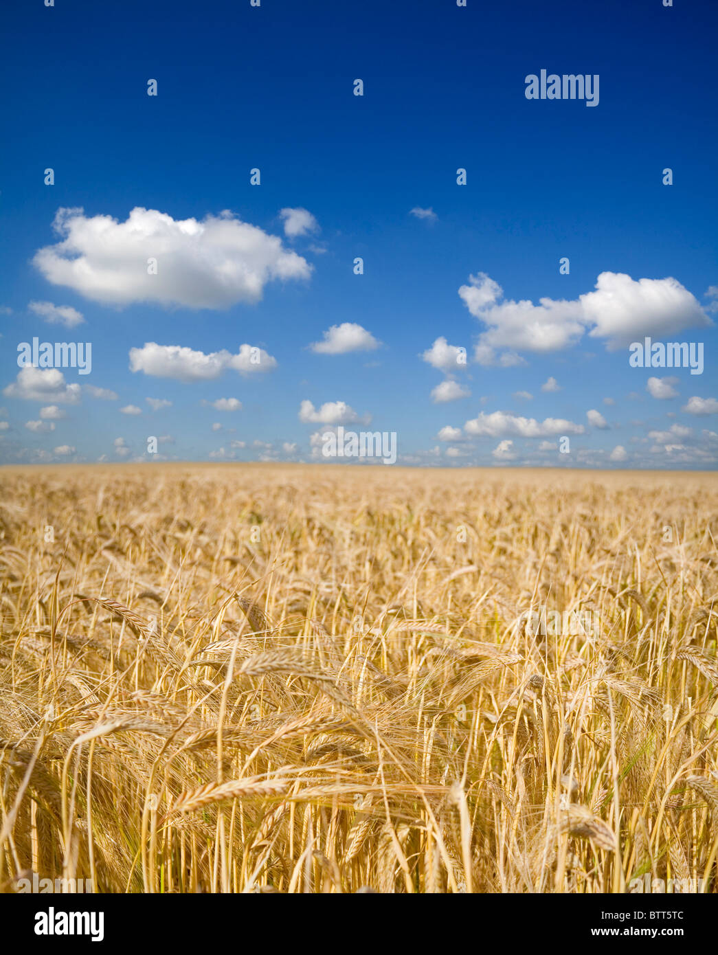 A field of ripe barley beneath a high summer sky Stock Photo - Alamy