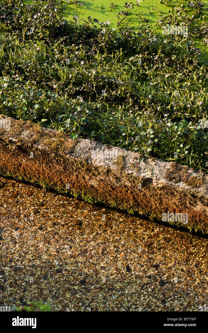 Watercress farm farming hi-res stock photography and images - Alamy