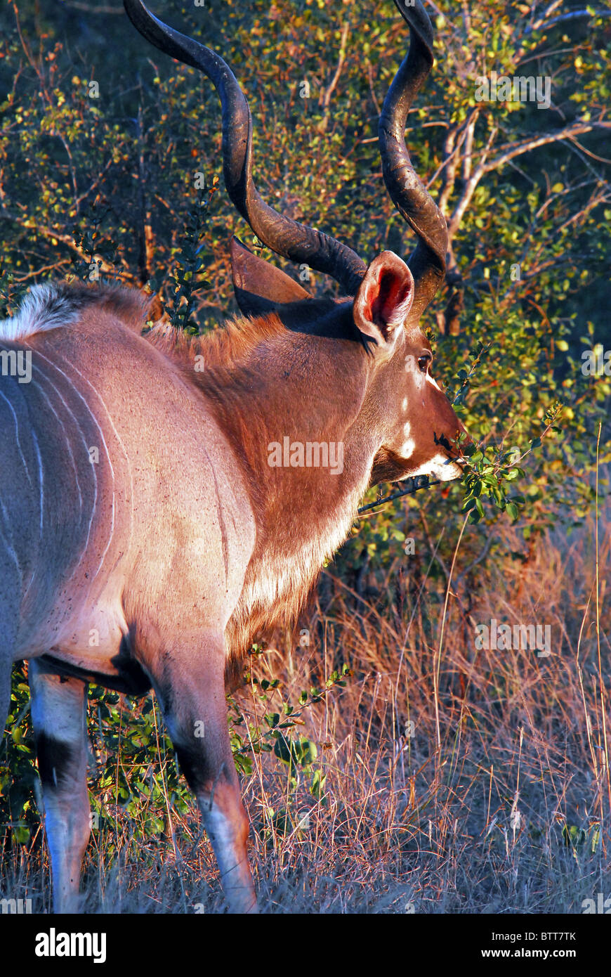 Kudu Deer Timbavati Game reserve Kruger park South Africa Stock Photo ...