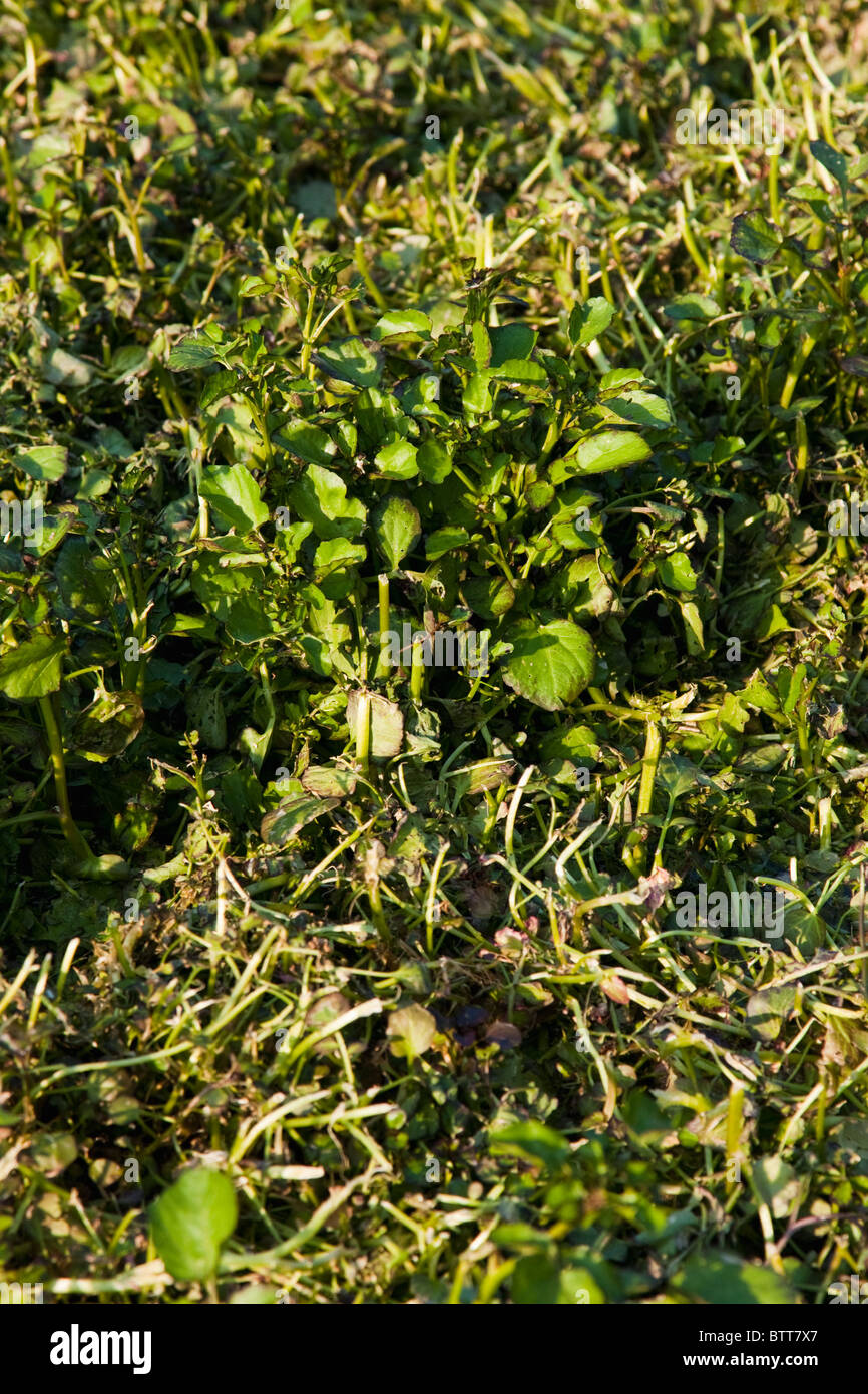 Watercress field england hampshire hi-res stock photography and images ...