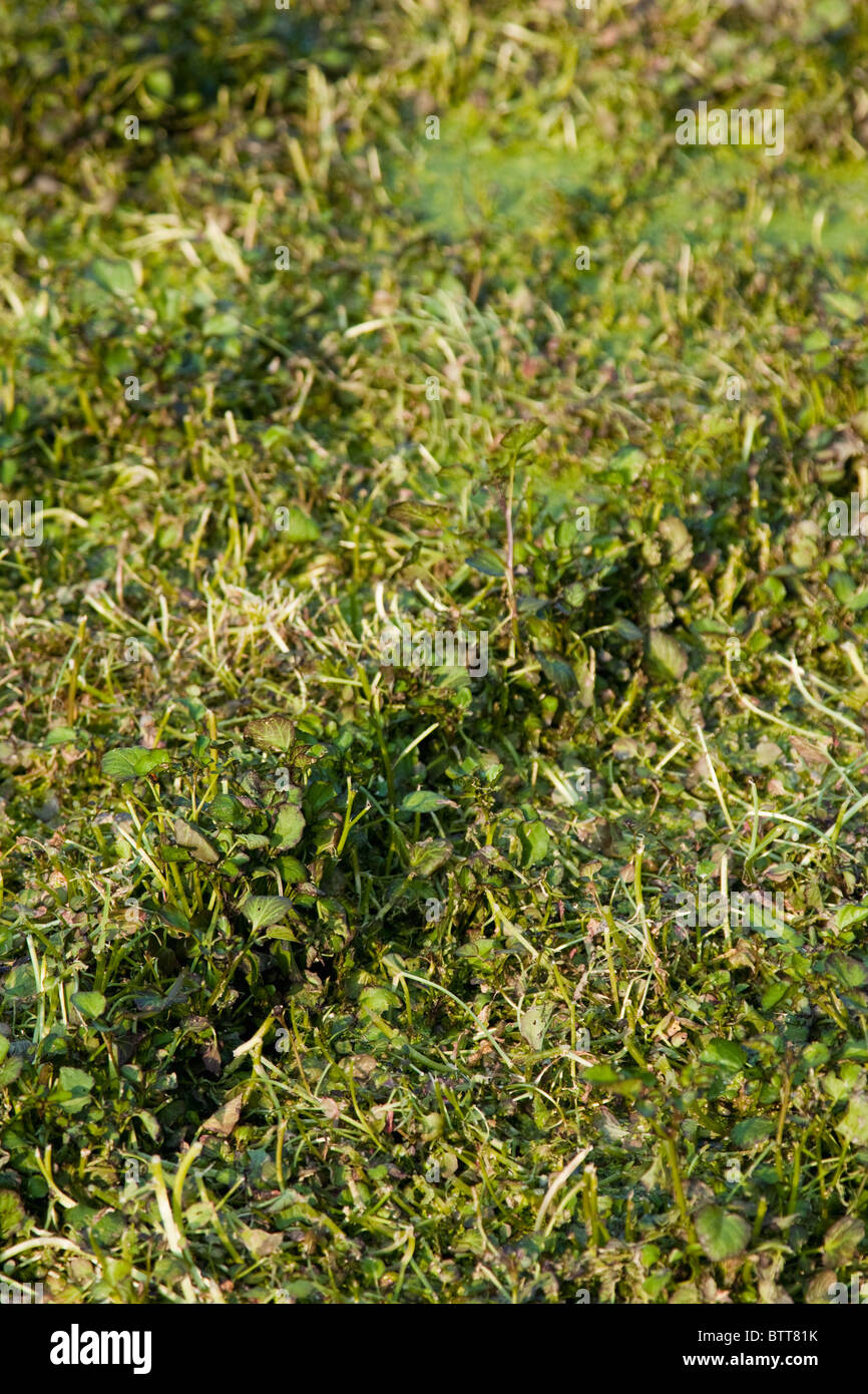 Watercress field england hampshire hi-res stock photography and images ...