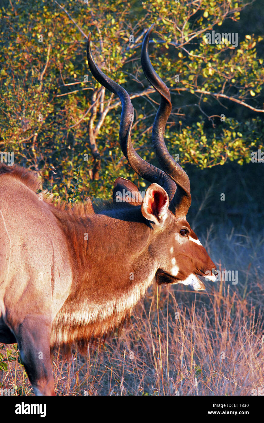 Kudu camp hi-res stock photography and images - Alamy
