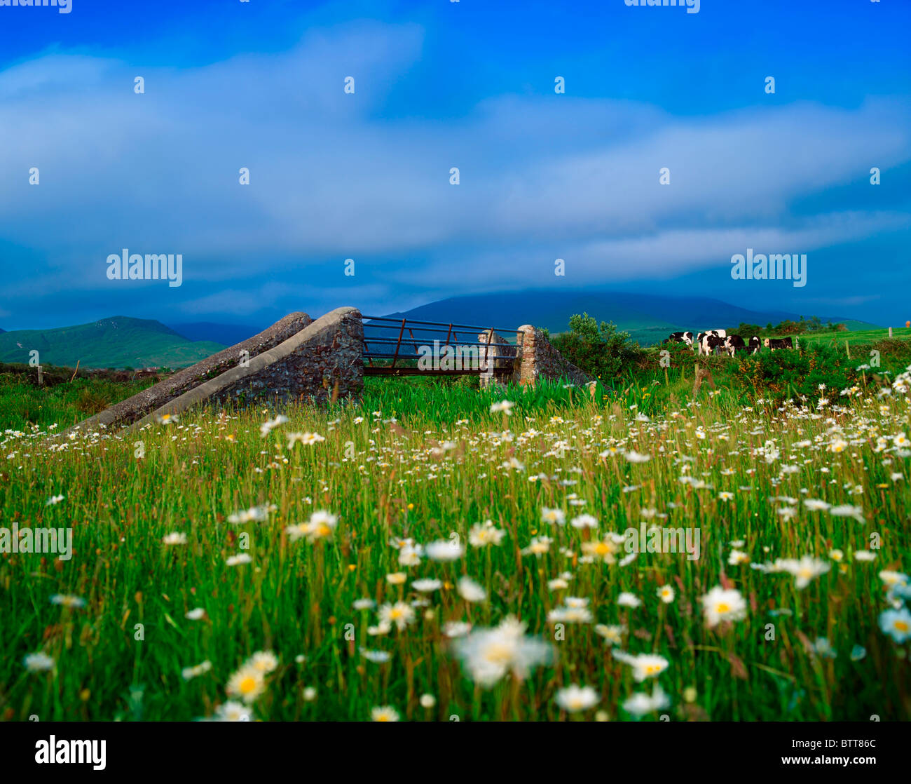 Bridge At Castlegregory, Dingle Peninsula, Co Kerry, Ireland Stock ...