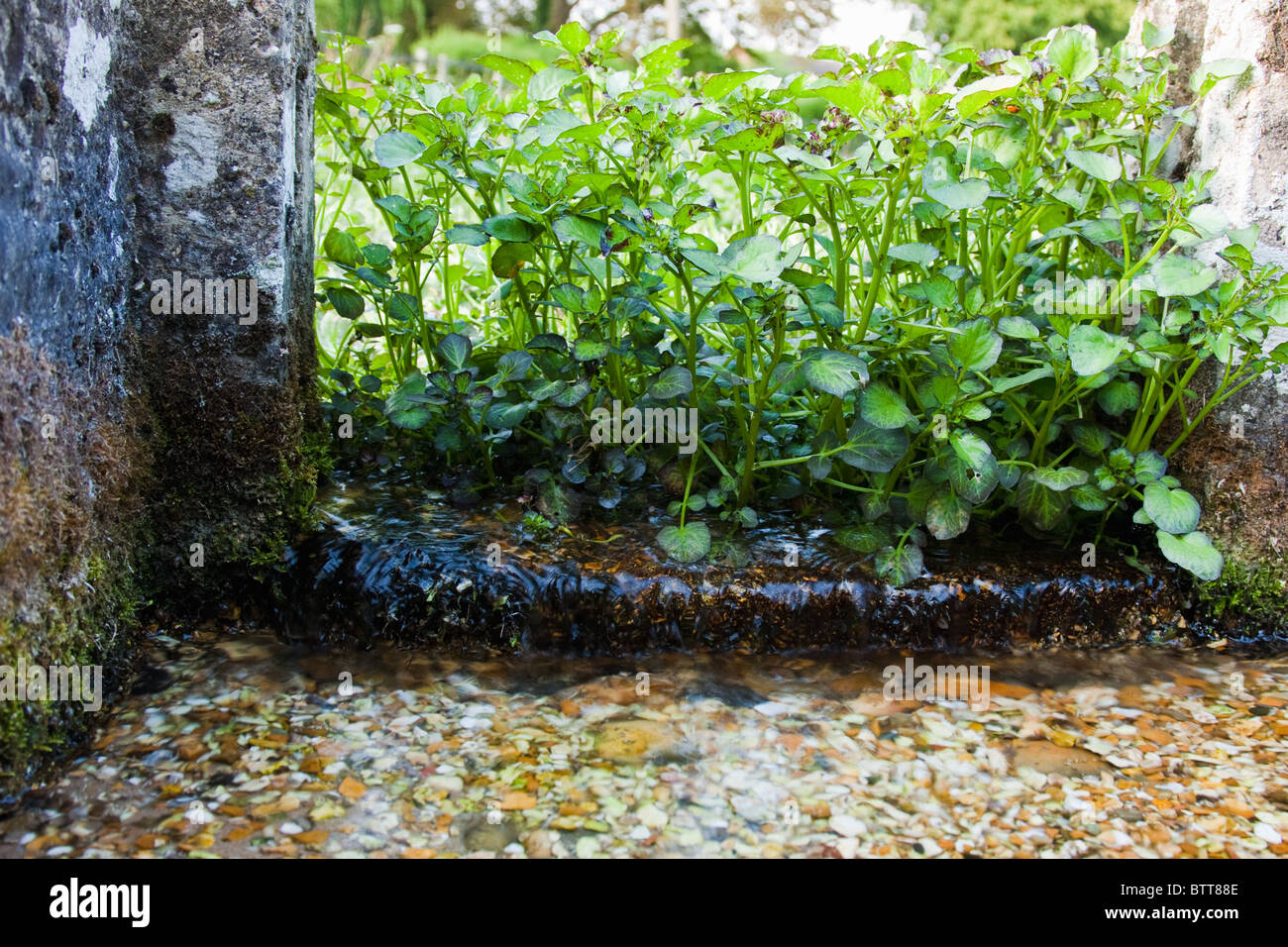 Watercress field england hampshire hi-res stock photography and images ...