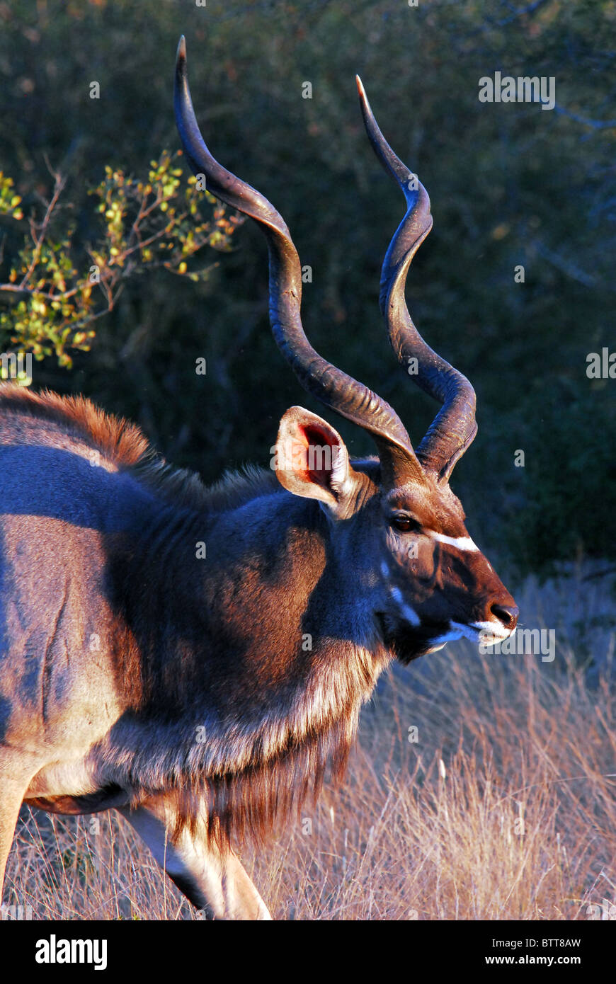 Timbavati private reserve hi-res stock photography and images - Alamy