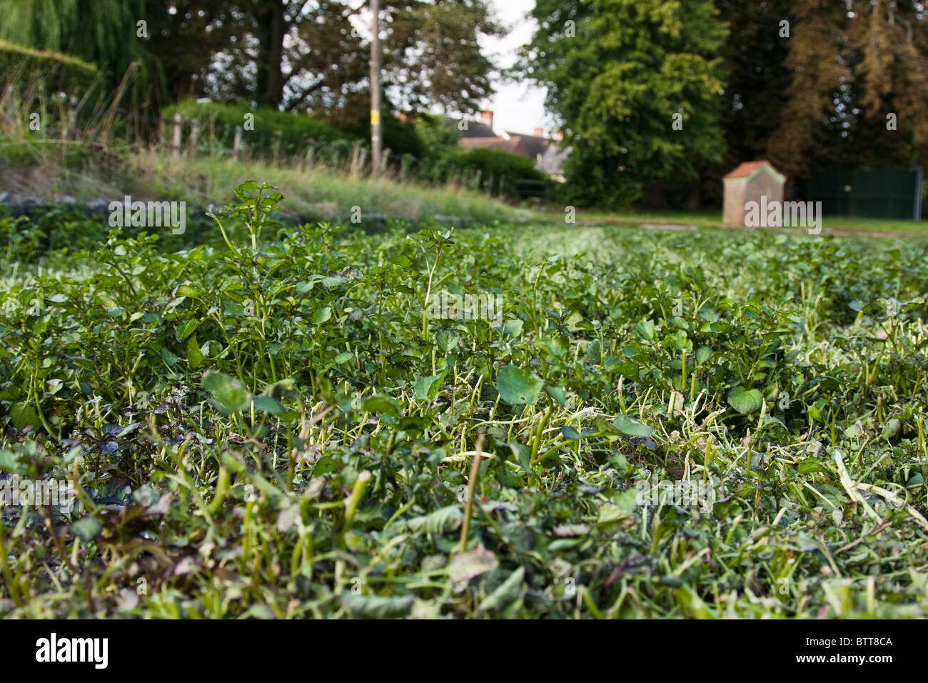 watercress field in hampshire england in summer 2010 Stock Photo - Alamy