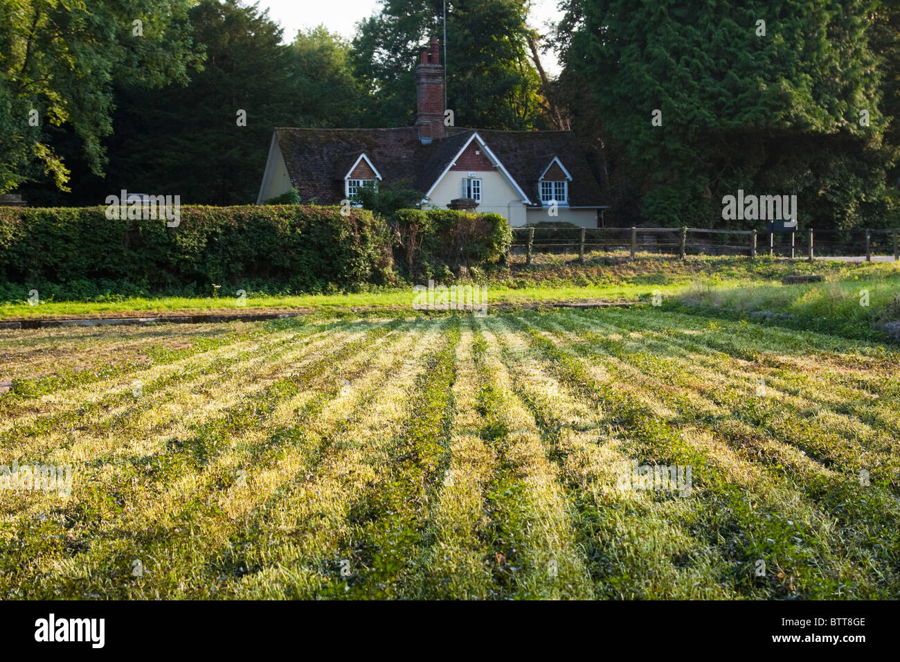 Watercress field england hampshire hi-res stock photography and images ...