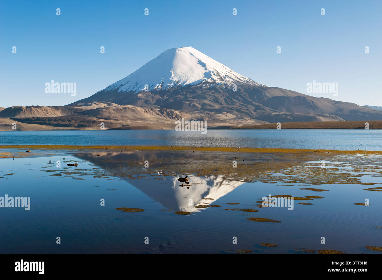 Parinacota volcano reflecting in the Chungara lake, Lauca national park ...