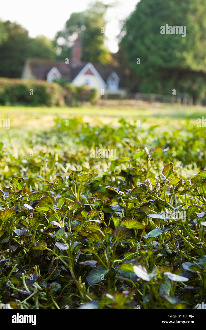 Watercress farming hampshire hi-res stock photography and images - Alamy