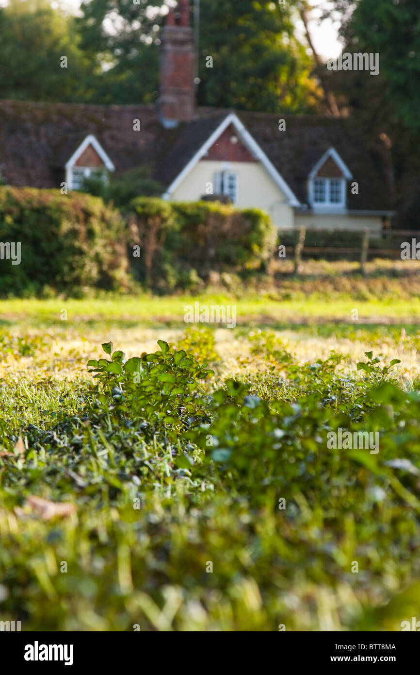 watercress field in hampshire england in summer 2010 Stock Photo - Alamy