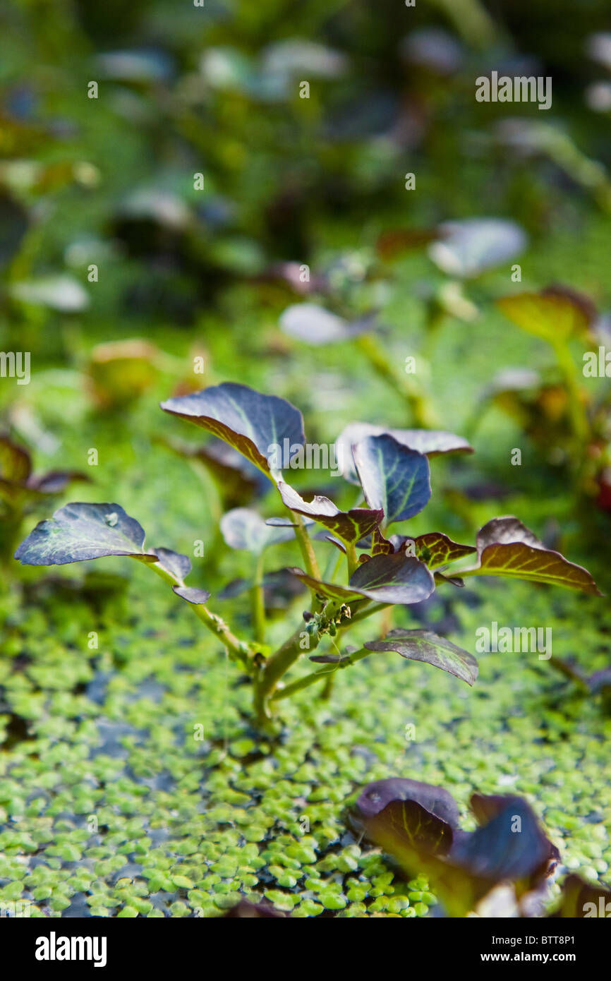 Watercress field england hampshire hi-res stock photography and images ...
