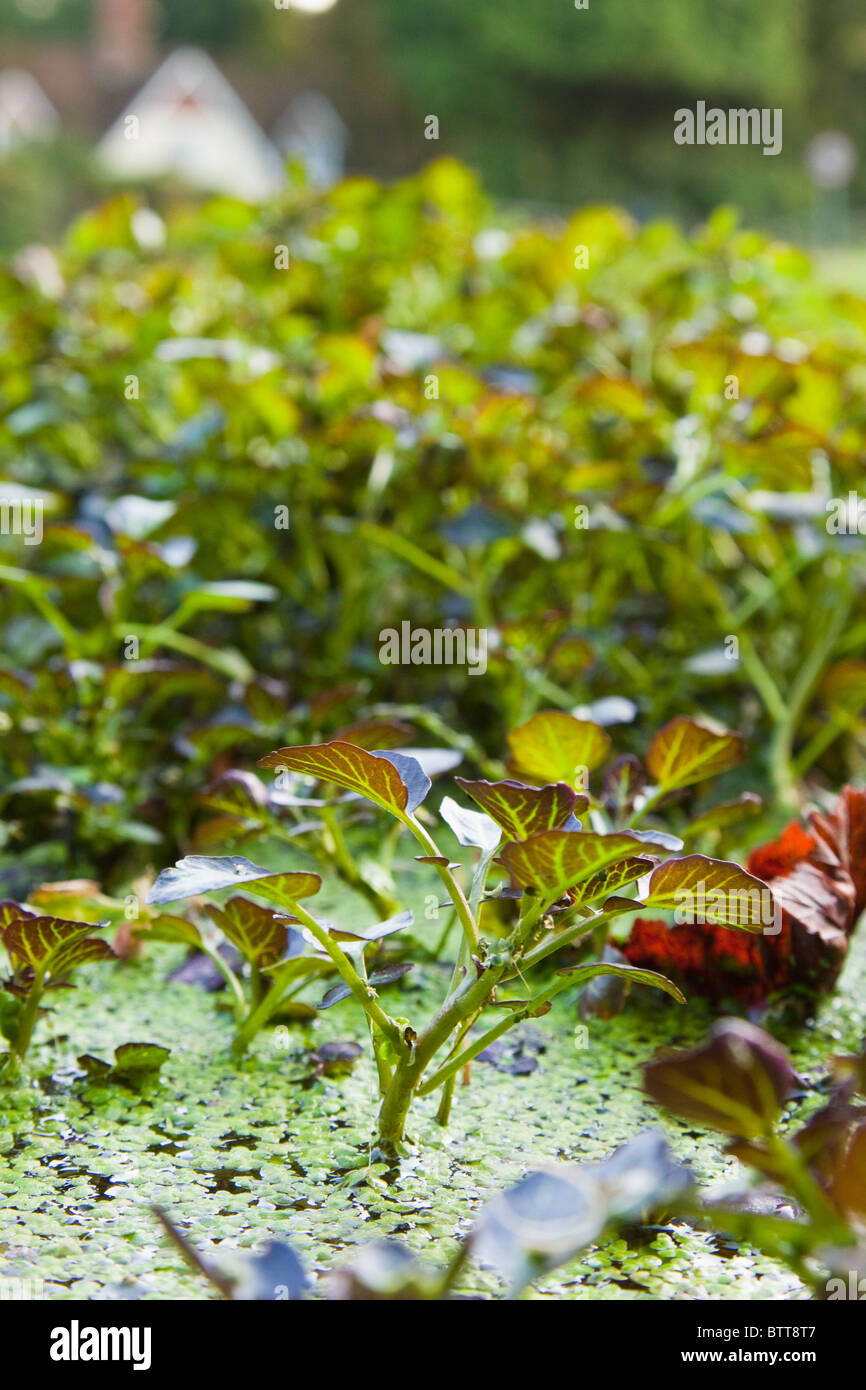 Watercress Farming Hampshire High Resolution Stock Photography and ...