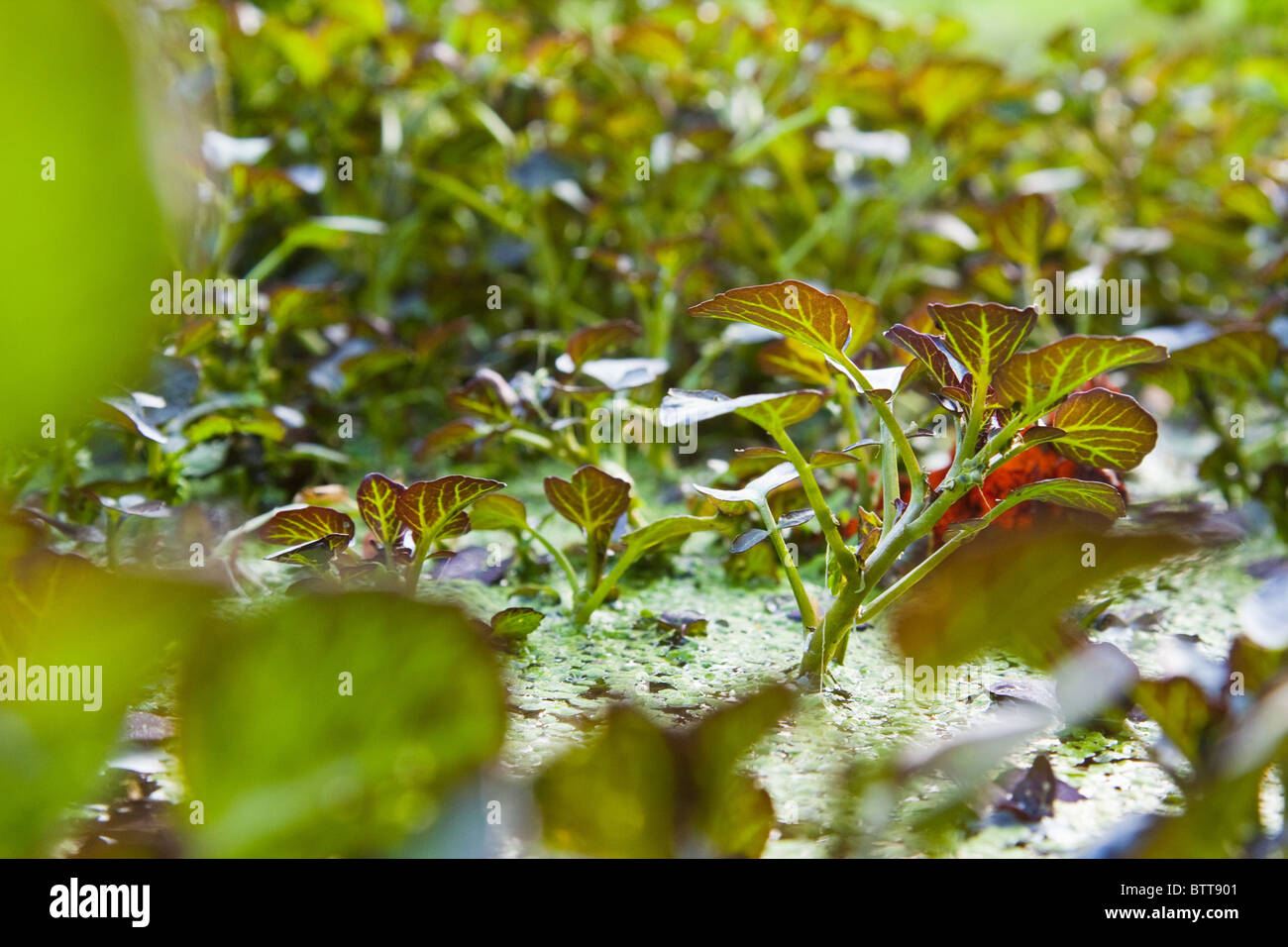 watercress field in hampshire england in summer 2010 Stock Photo - Alamy