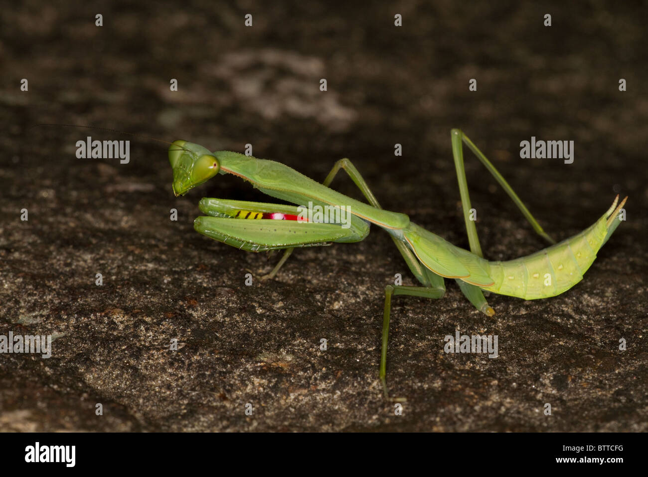 Madagascar praying mantis hi-res stock photography and images - Alamy