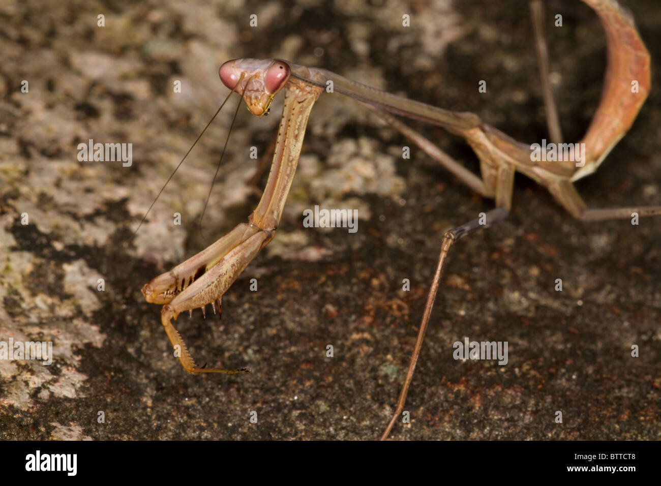 Marojejy National Park Stock Photos & Marojejy National Park Stock ...