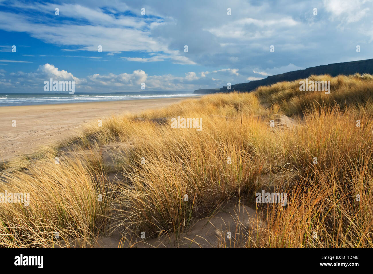 The sand dunes of Benone Strand near Downhill on the north County Derry ...