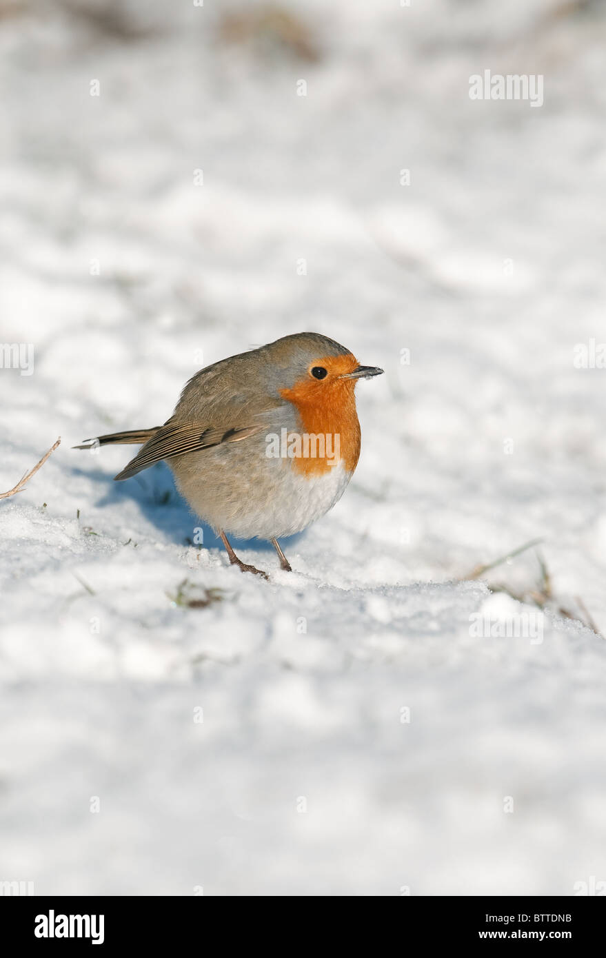 Robin in snow hi-res stock photography and images - Alamy