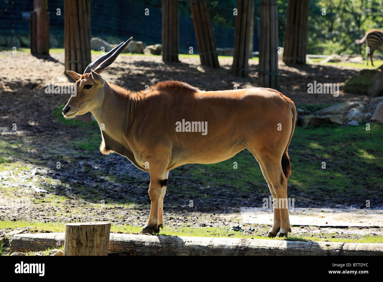 Eland Wallpaper Hd