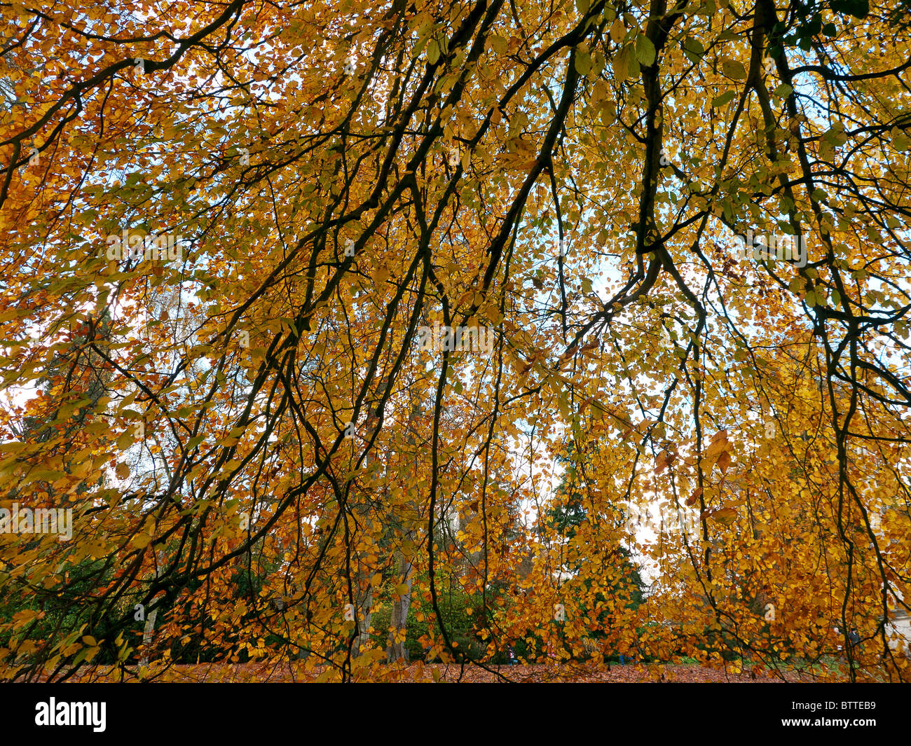 Beech trees in Autumn Colour in Stowe Landscape Gardens, Buckingham ...