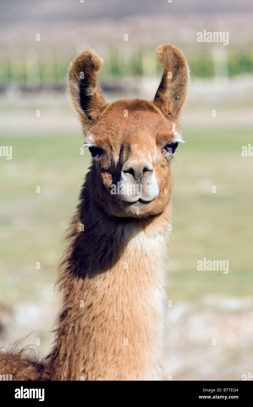 Llama head hi-res stock photography and images - Alamy