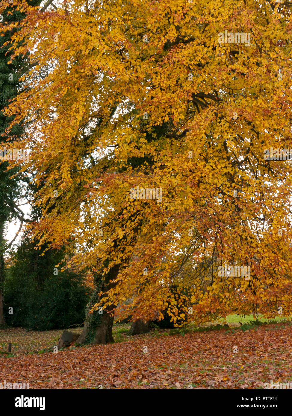 Beech trees in Autumn Colour in Stowe Landscape Gardens, Buckingham ...