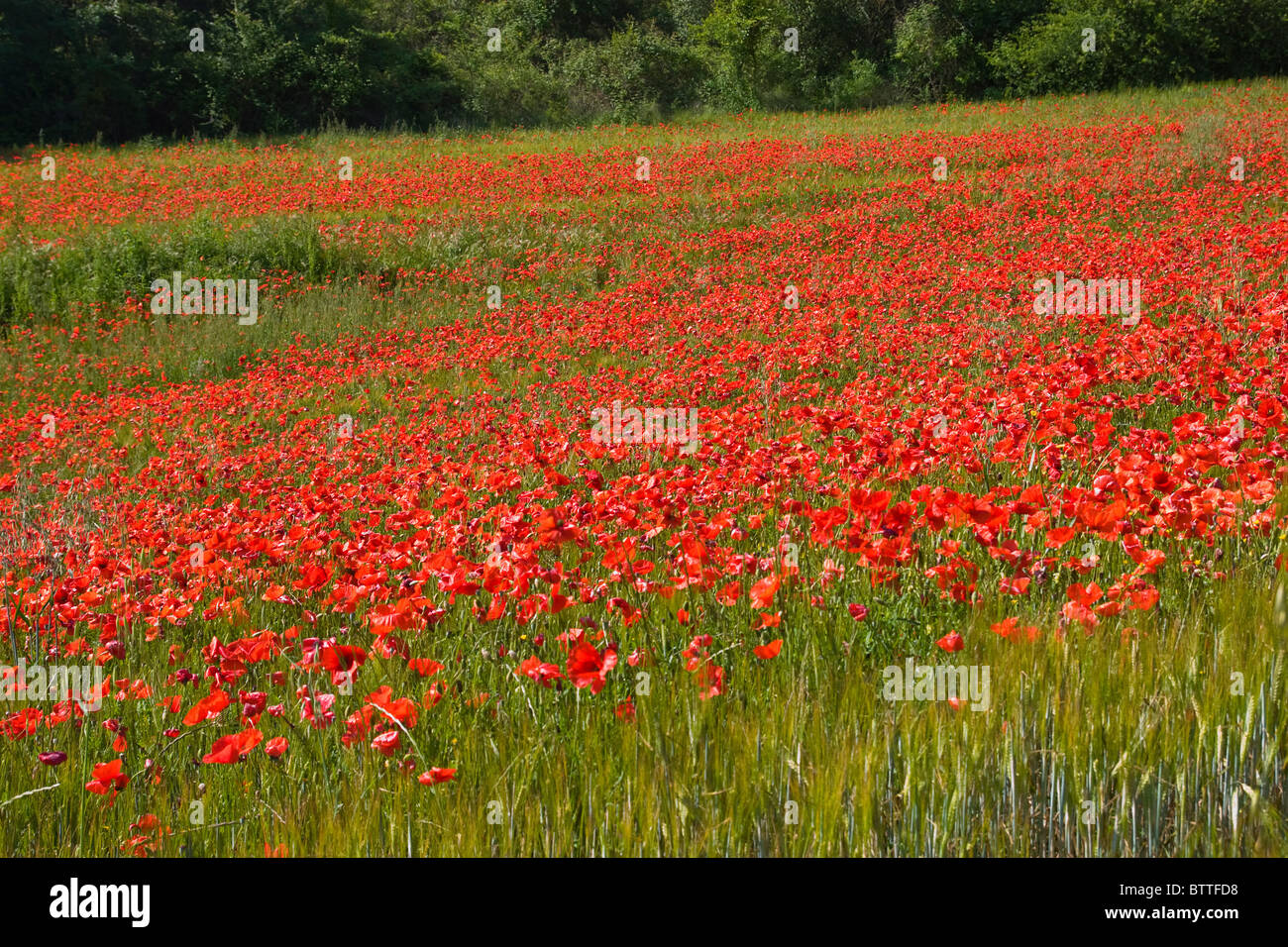 Poppies in spring hi-res stock photography and images - Alamy