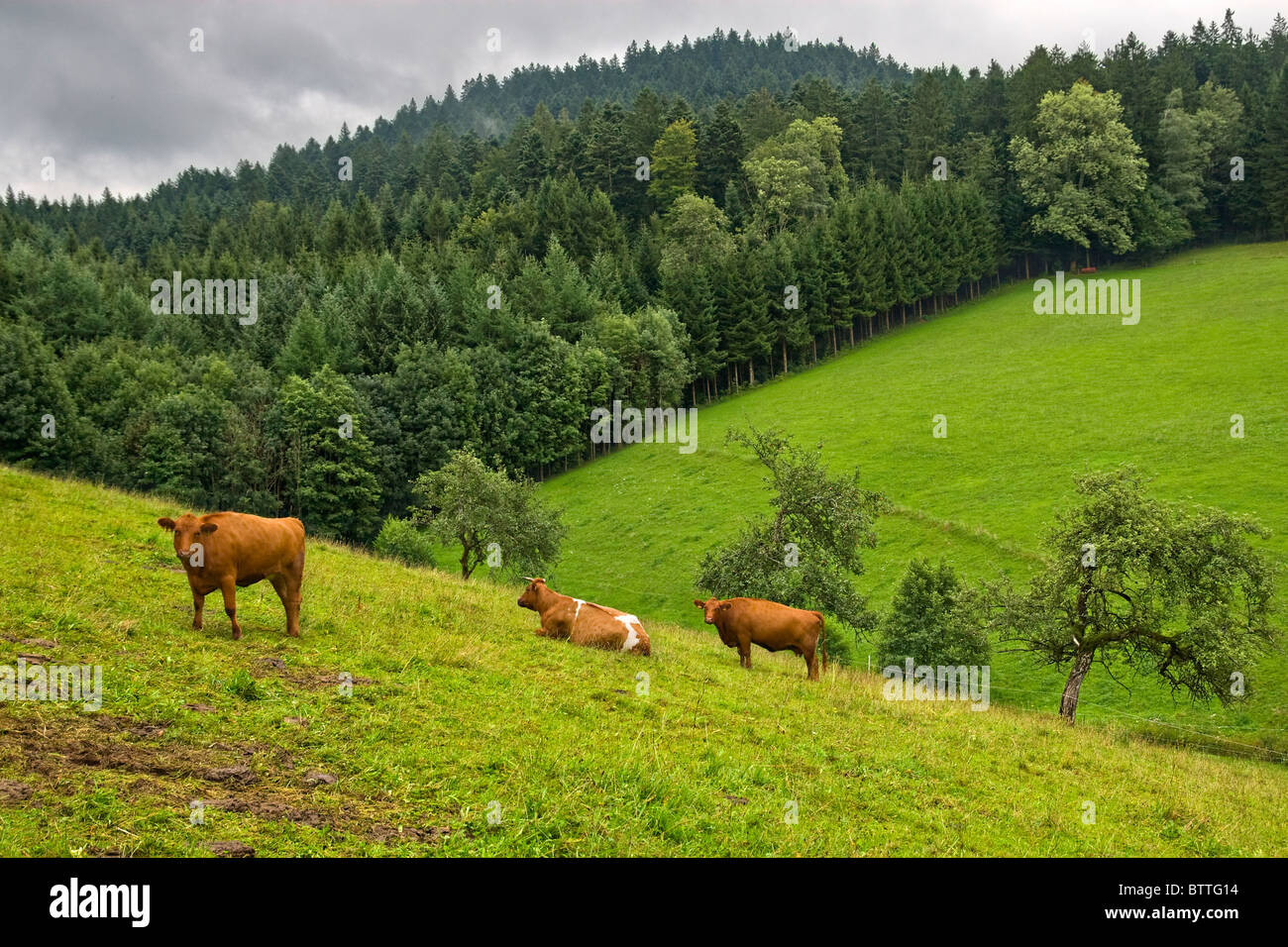 Cows on the meadows Stock Photo - Alamy
