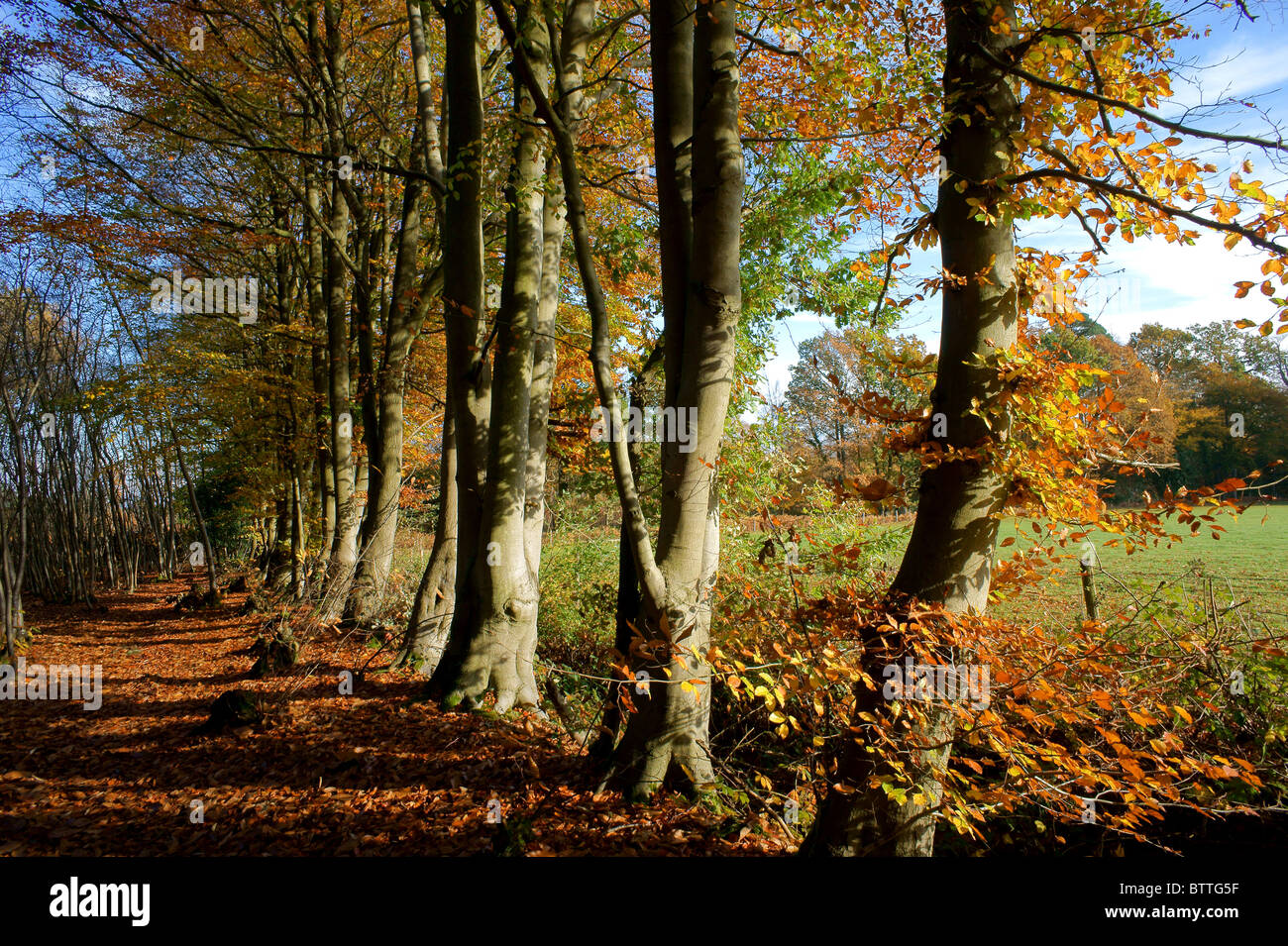 Beech mast uk hi-res stock photography and images - Alamy