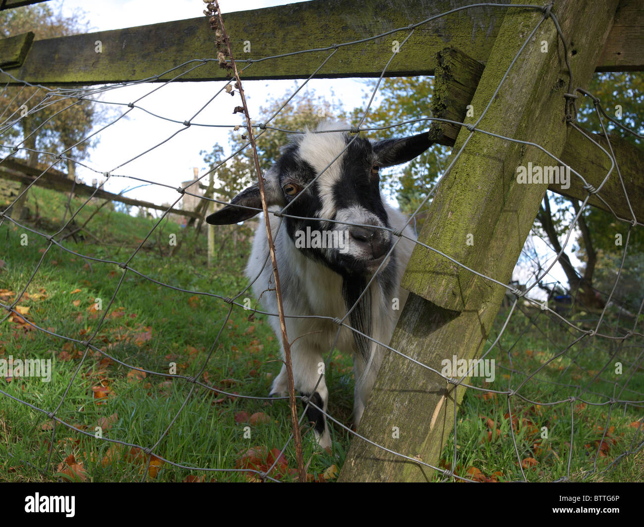 Goat in field.England,UK Stock Photo - Alamy