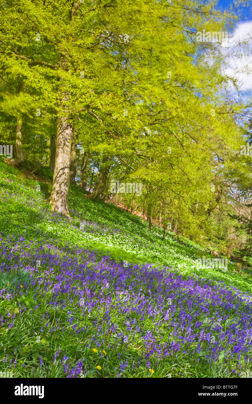 Springtime bluebells growing in woodland on the banks of the River ...
