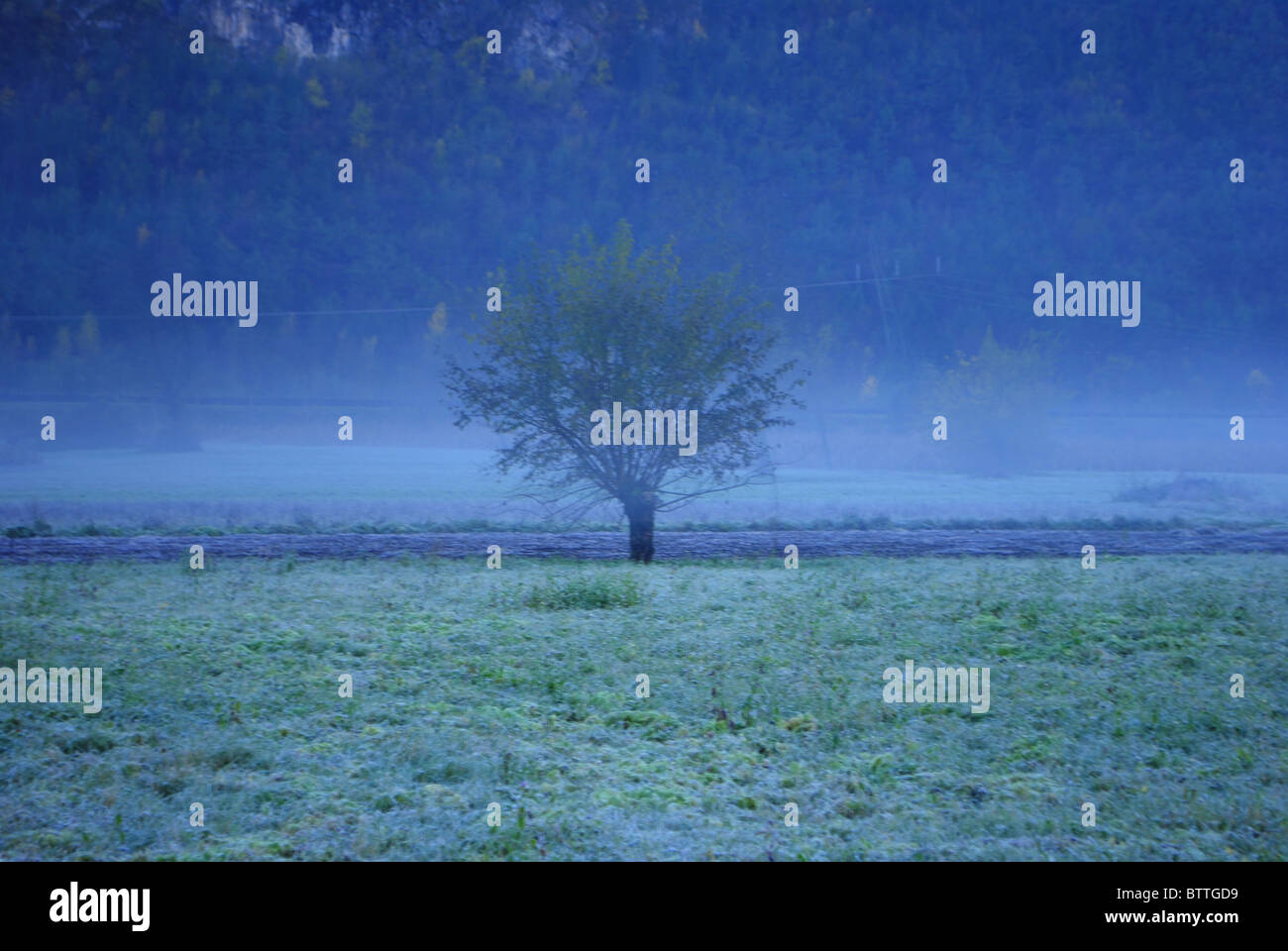 cherry tree surrounded by fog in the morning Stock Photo - Alamy