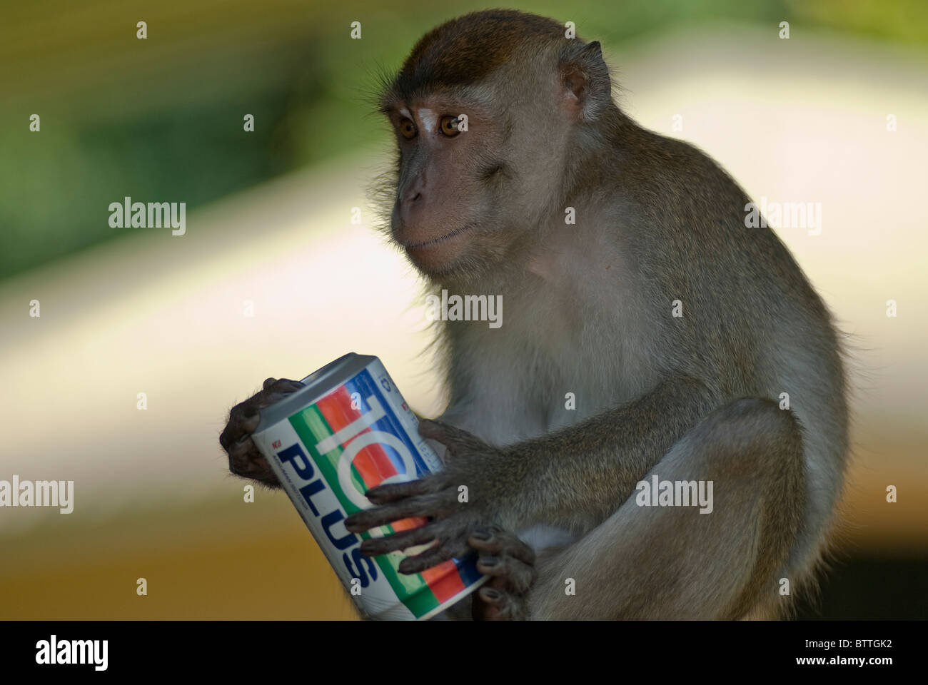 Funny macaque playing with a drink can Stock Photo - Alamy