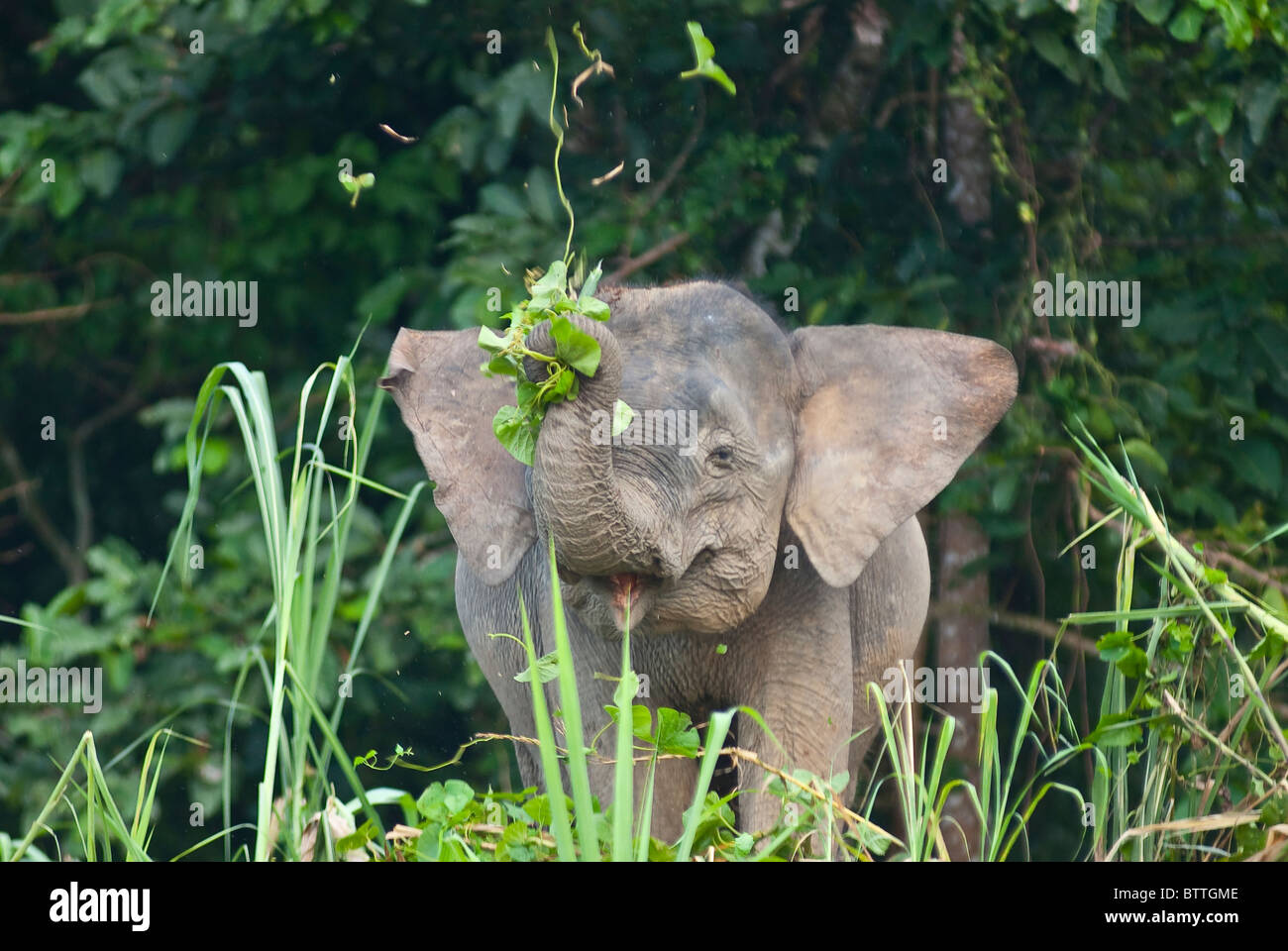 Sabah malaysia hi-res stock photography and images - Alamy