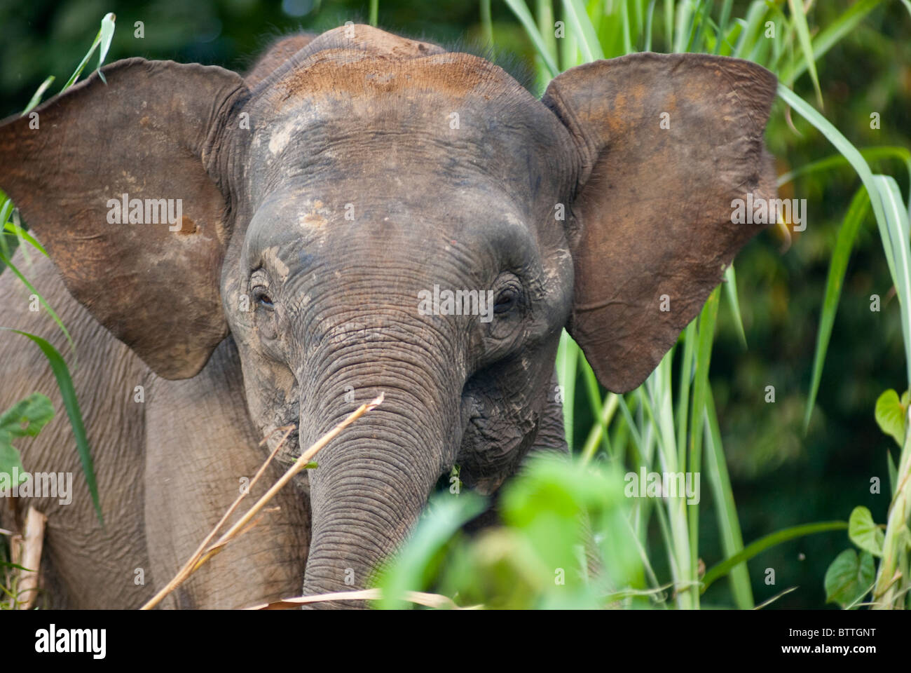 Elephant feeding on Sungai Kinabatangan's bank in Sabah, Borneo ...