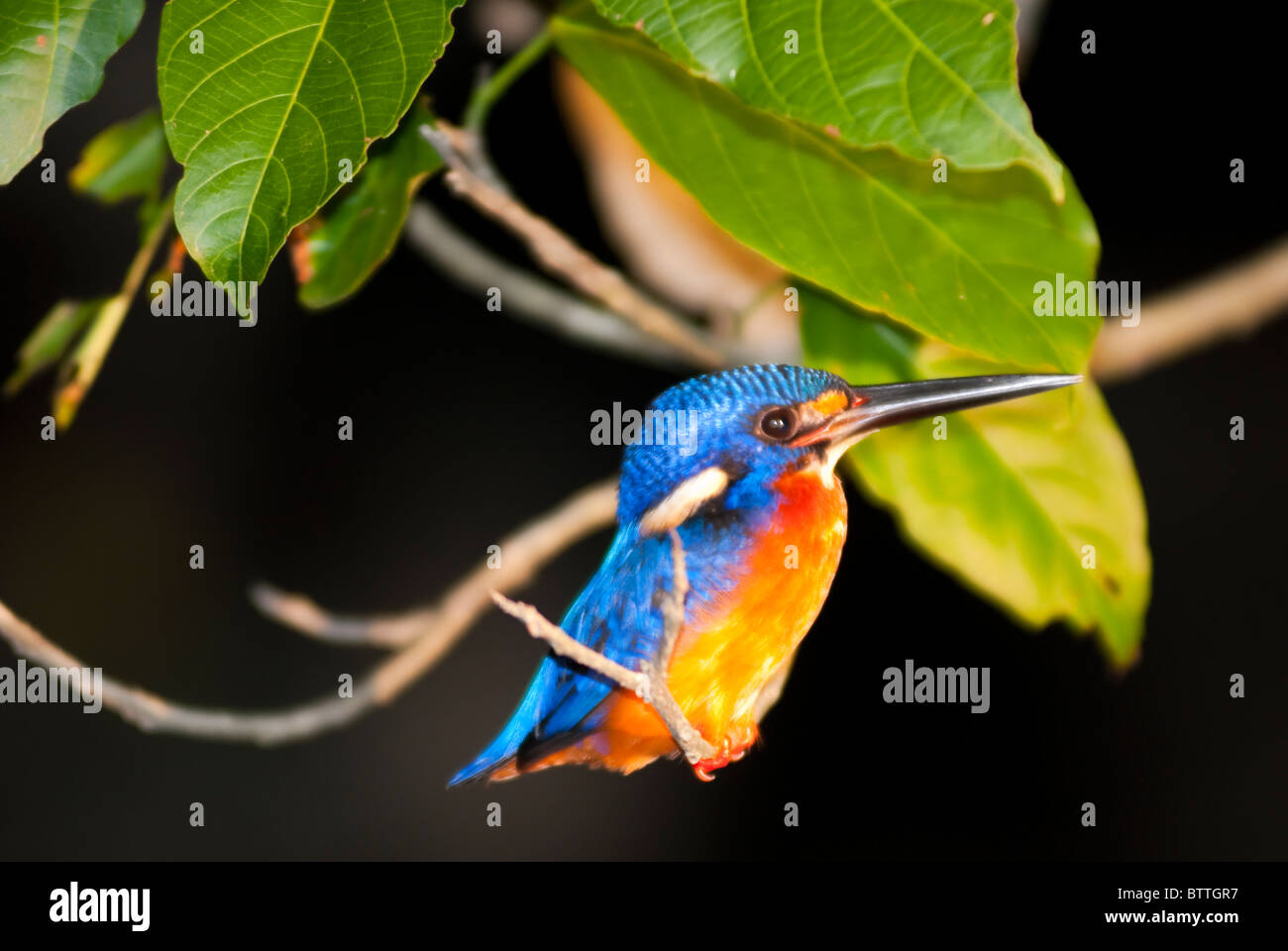 Tiny Kingfisher bird grabbing on a tree branch on Sungai Kinabatangan's ...