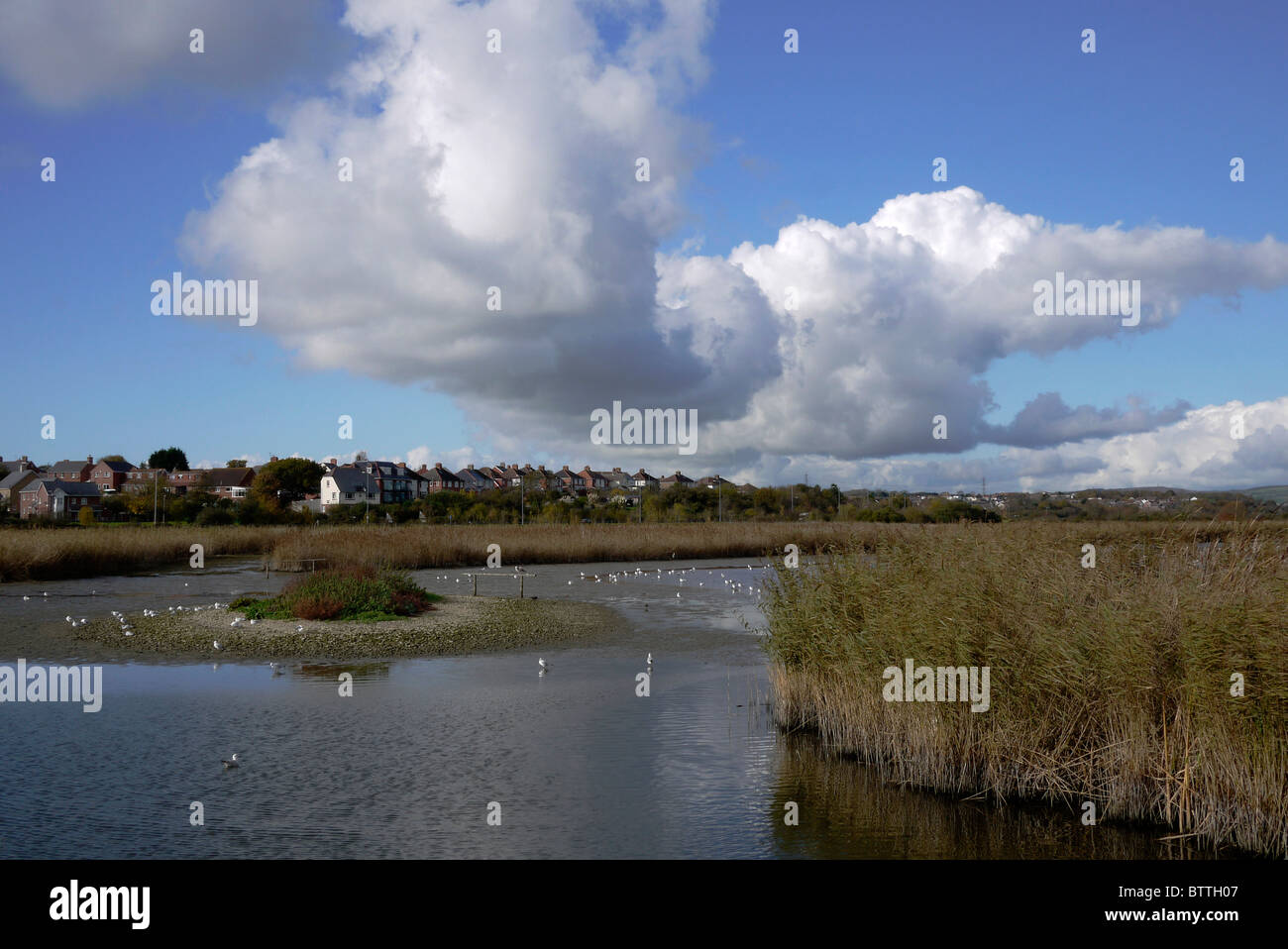 Radipole RSPB Reserve at Weymouth, Dorset, UK Stock Photo - Alamy