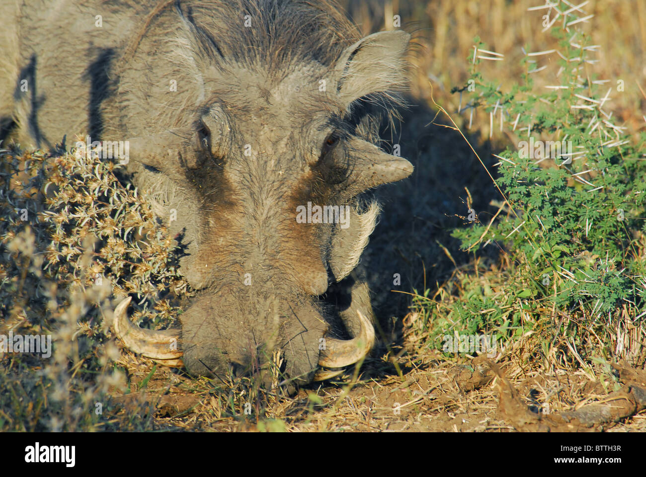 Male warthog timbavati private concession Kruger park south africa ...
