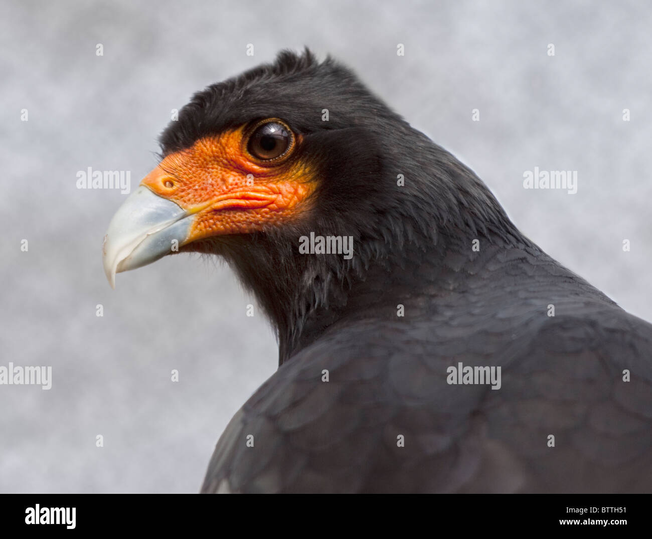 Phalcoboenus megalopterus hi-res stock photography and images - Alamy