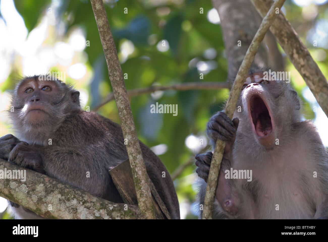 Monkeys at Bako National Park, Sarawak, Malaysia Stock Photo - Alamy