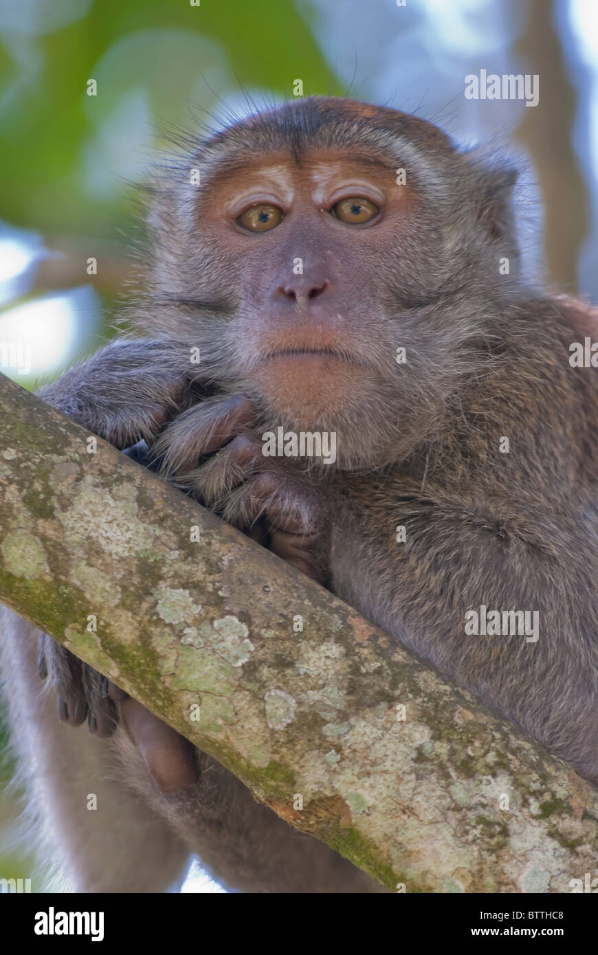 Monkey long tail hi-res stock photography and images - Alamy