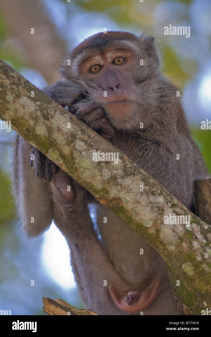 Monkey at Bako National Park, Sarawak, Malaysia Stock Photo - Alamy
