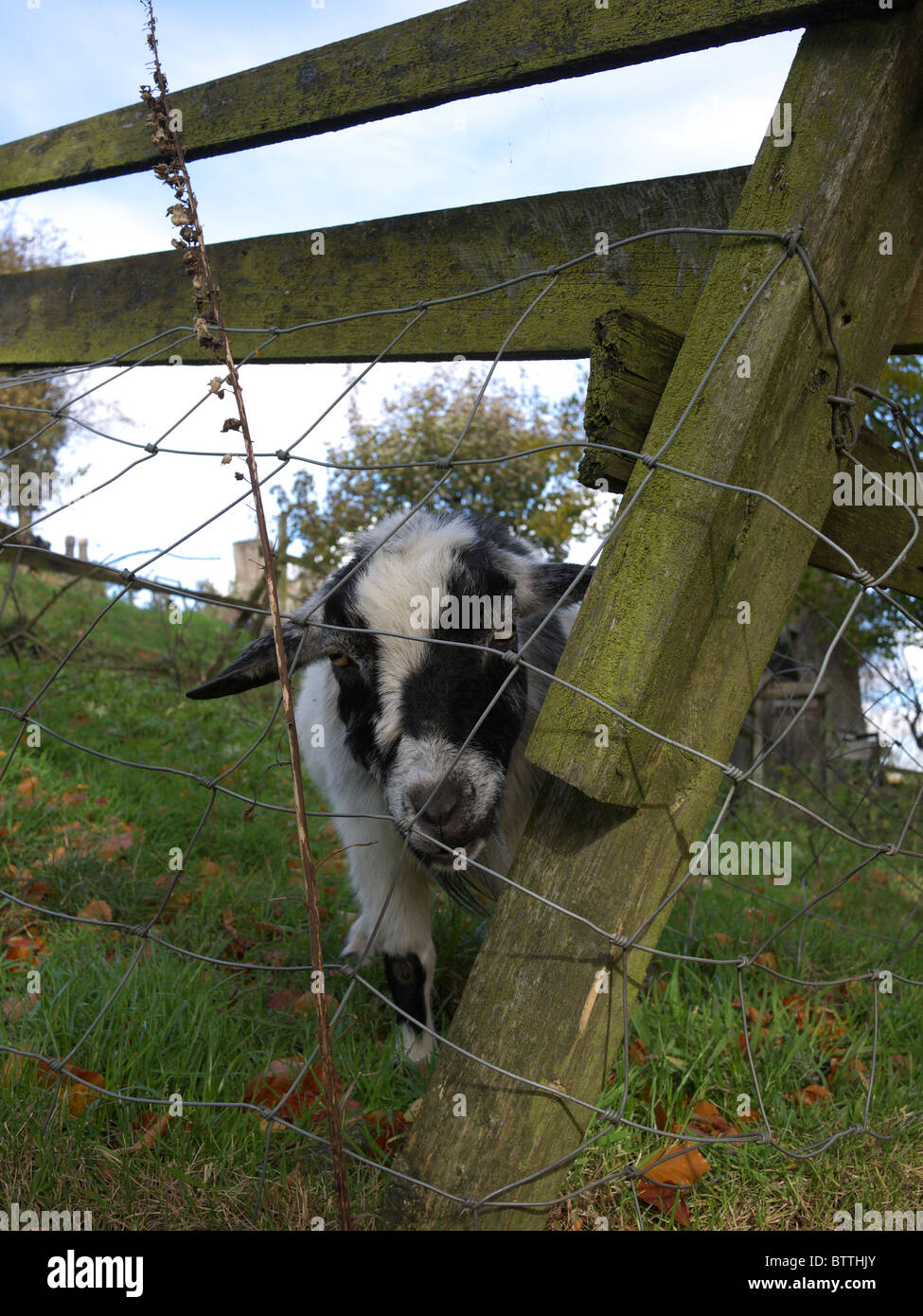 Goat in paddock Stock Photo - Alamy