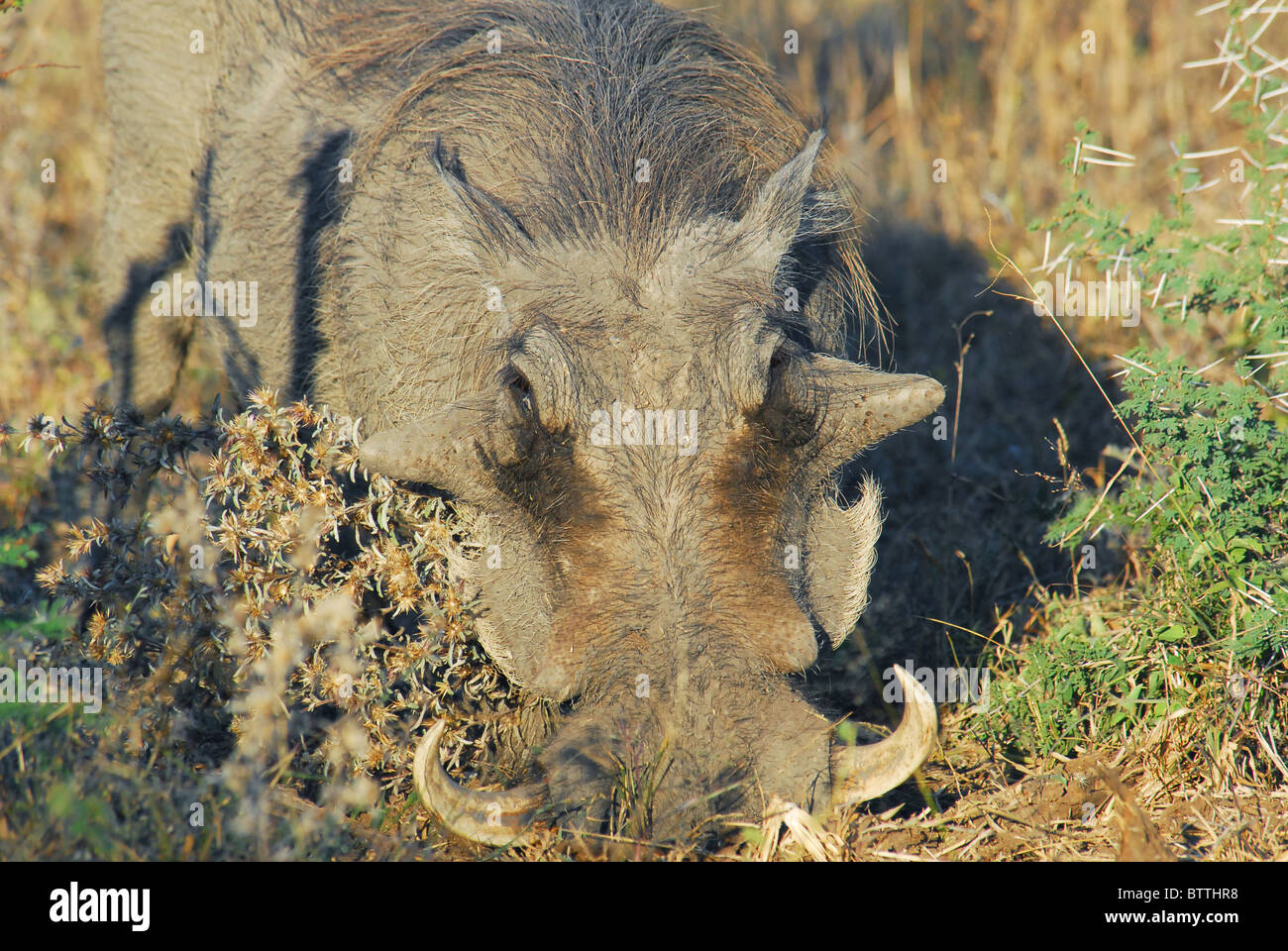 Male warthog timbavati private concession Kruger park south africa ...