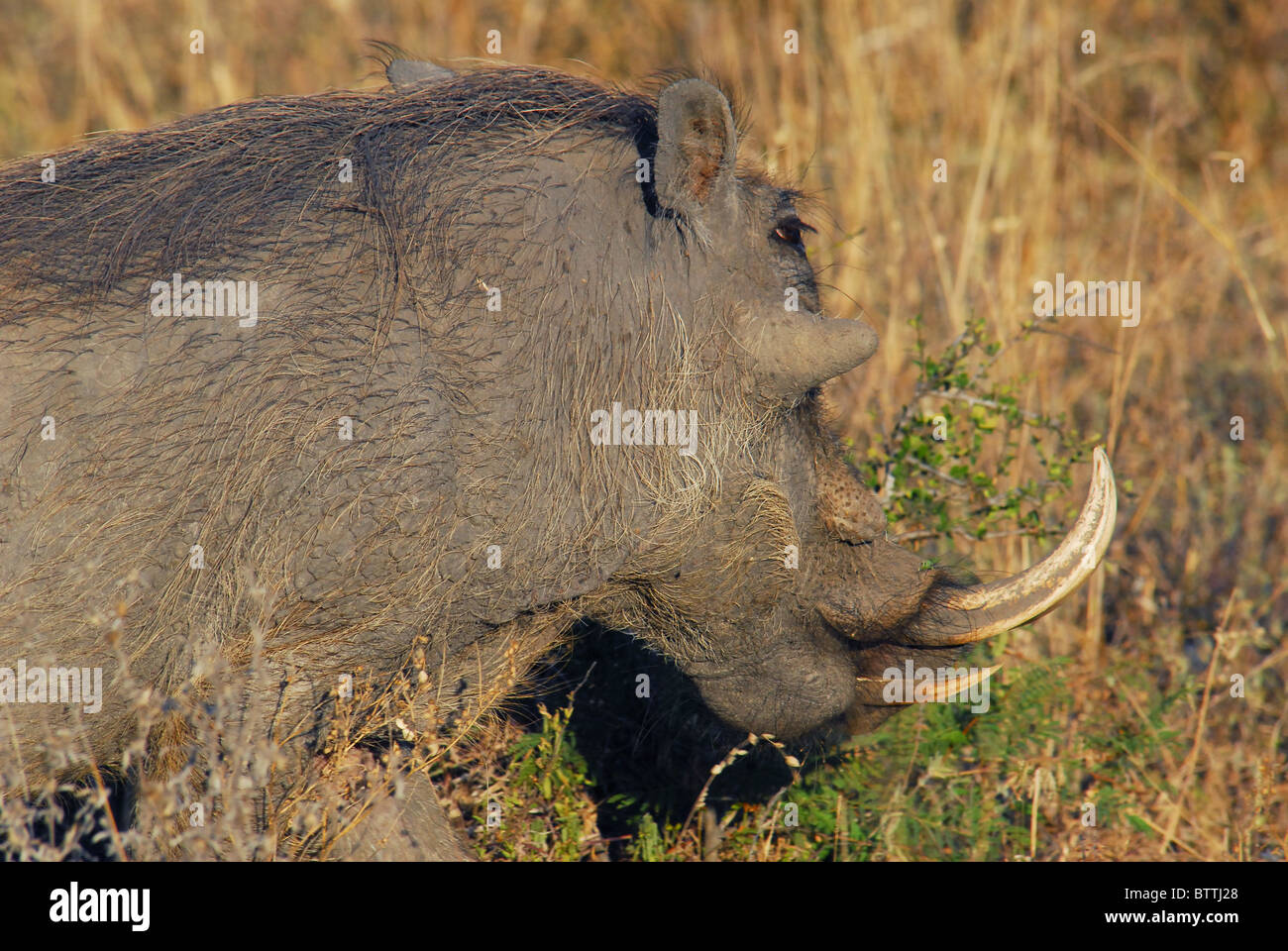 Male warthog timbavati private concession Kruger park south africa ...