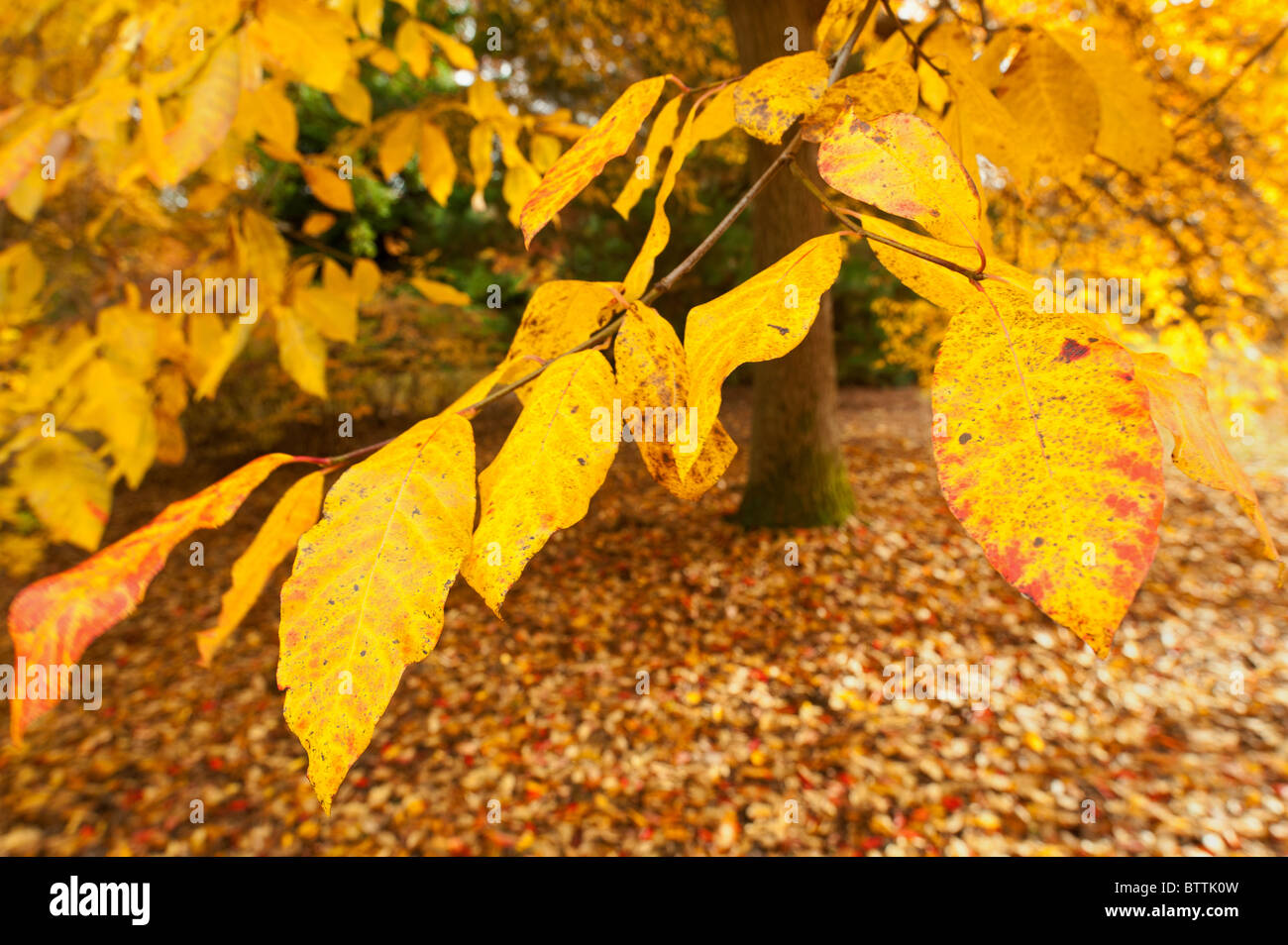 Leaves just hanging onto tree before they are shed Stock Photo - Alamy