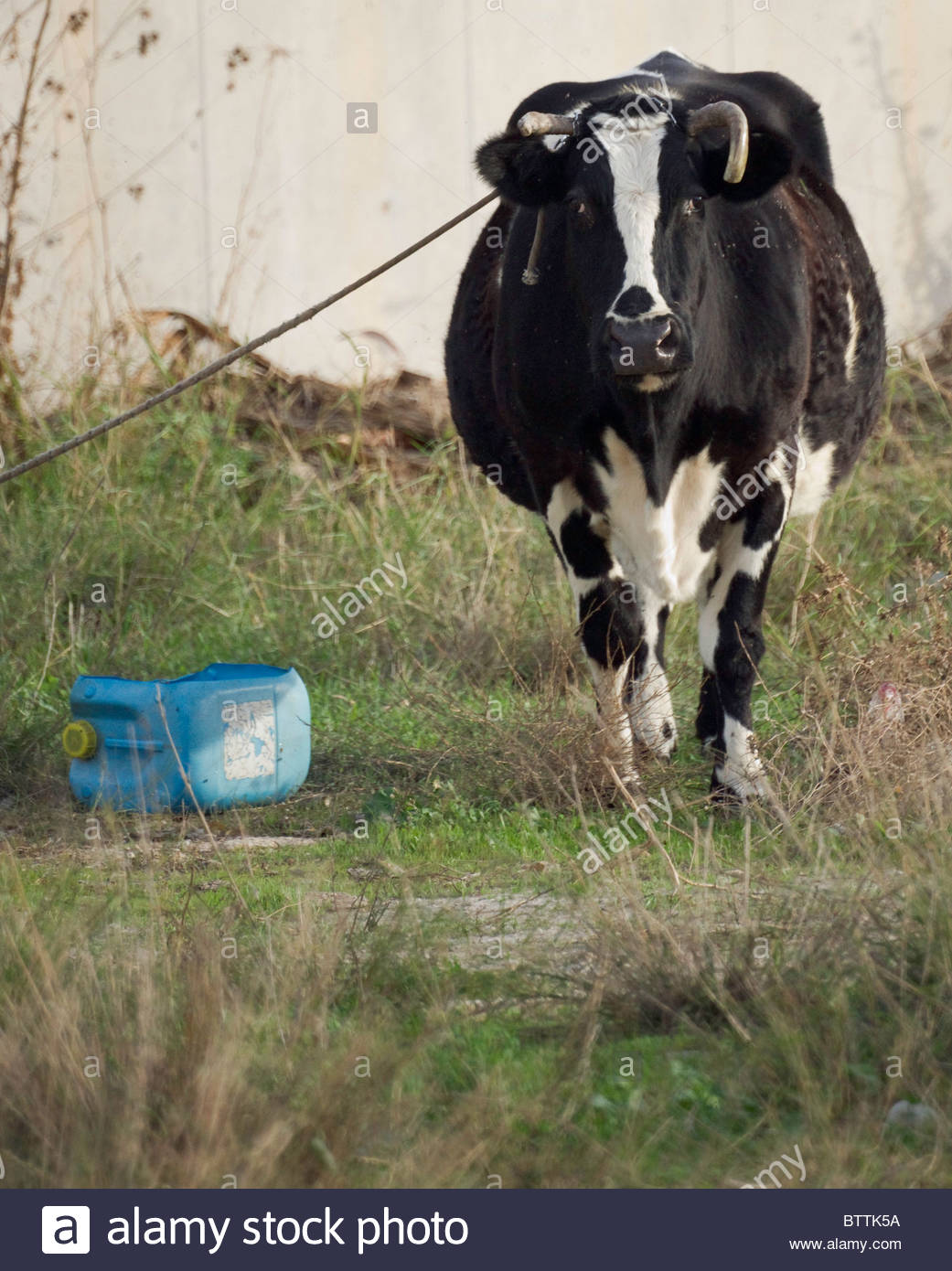 Dairy Farming Illustration Stock Photos & Dairy Farming Illustration ...