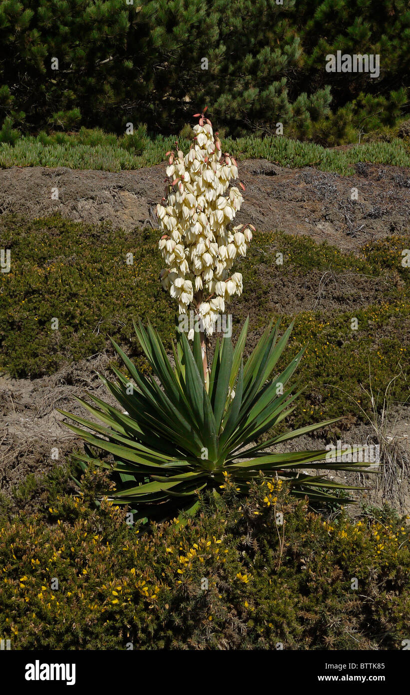 Yucca plant flower hi-res stock photography and images - Alamy