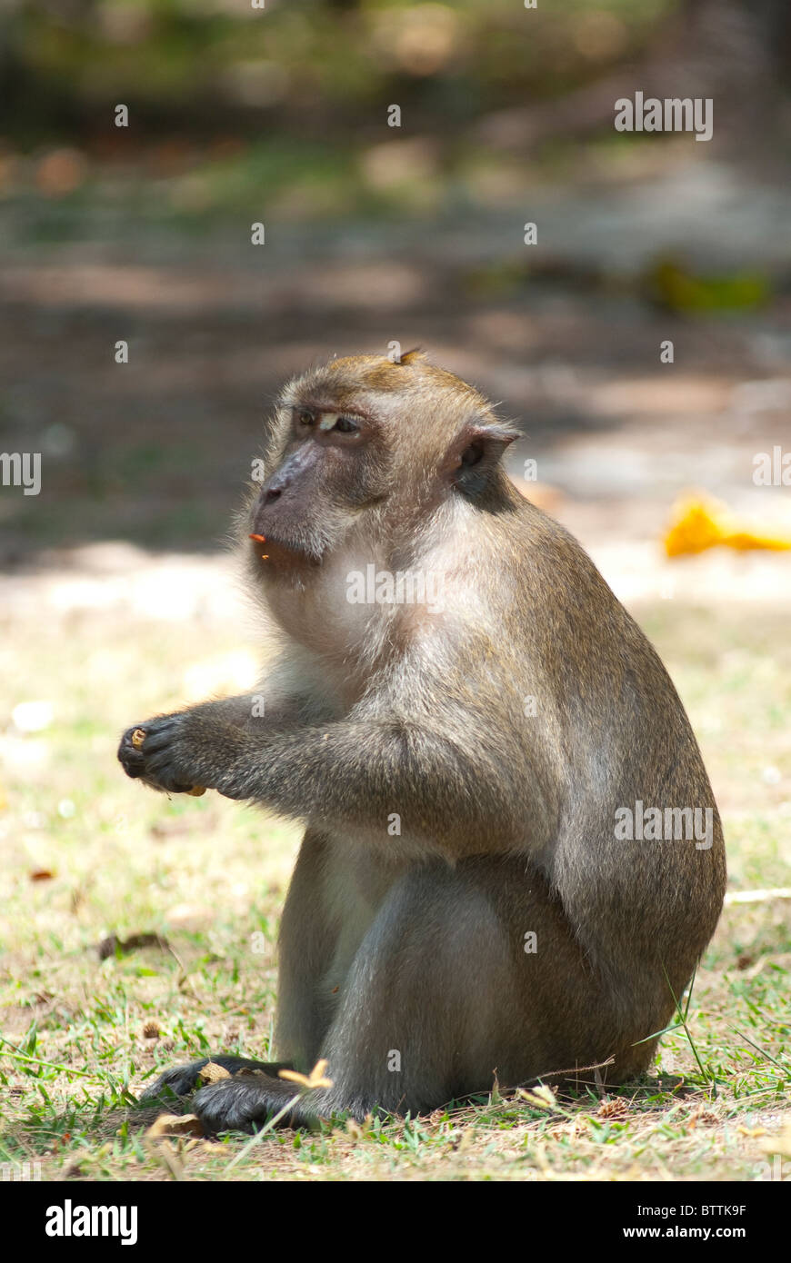 Sand monkey hi-res stock photography and images - Alamy